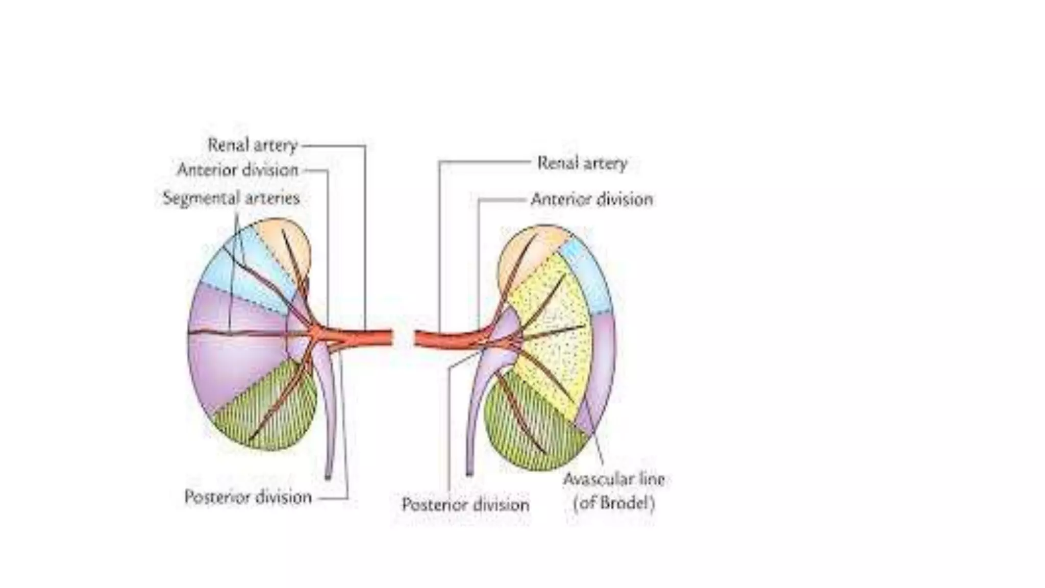 Anatomy of genitourinary system | PPTX