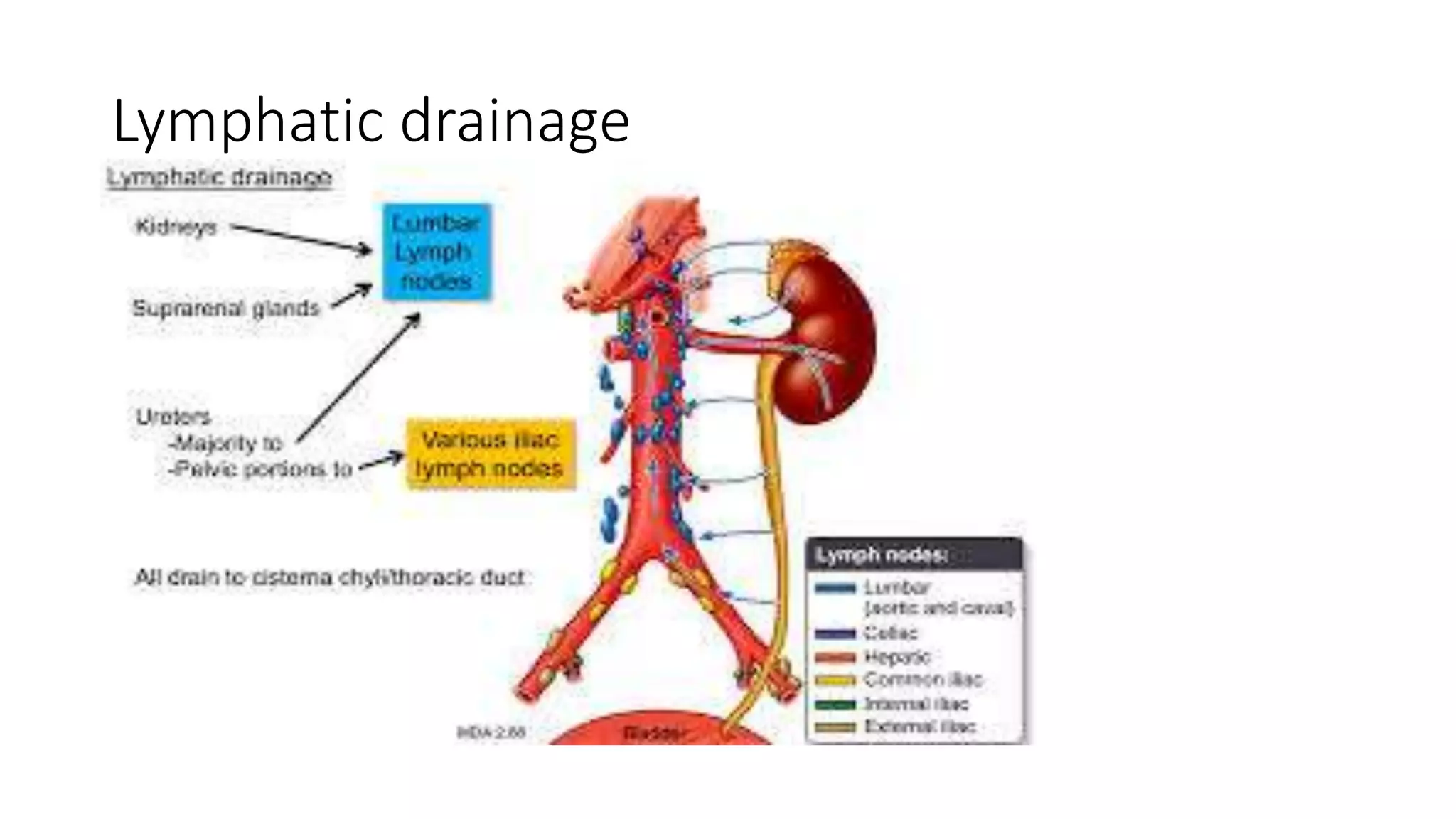 Anatomy of genitourinary system | PPTX