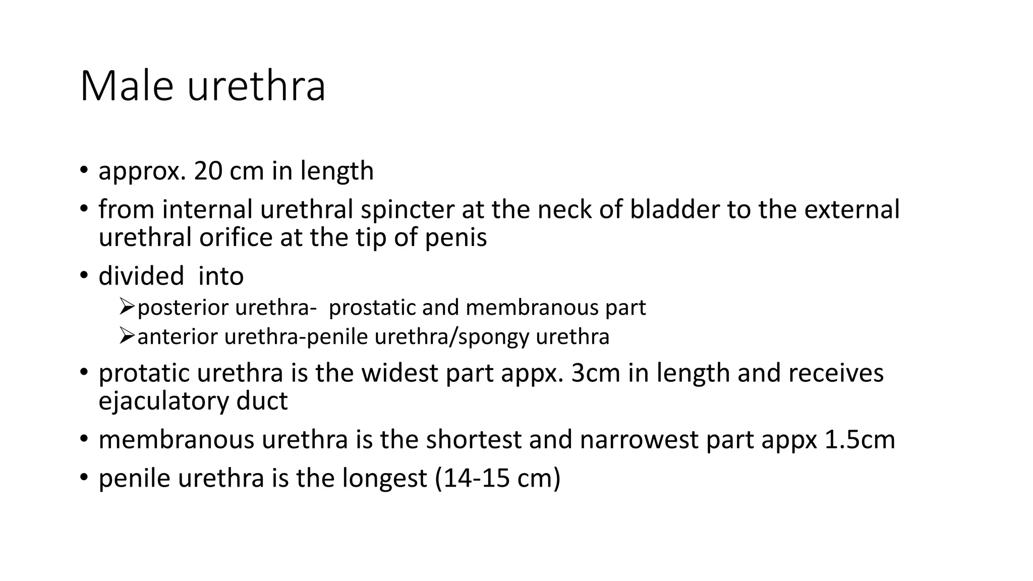 Anatomy of genitourinary system | PPTX