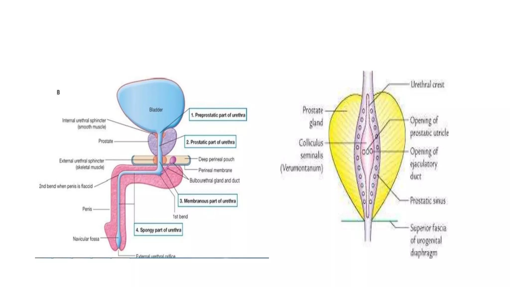 Anatomy of genitourinary system | PPTX