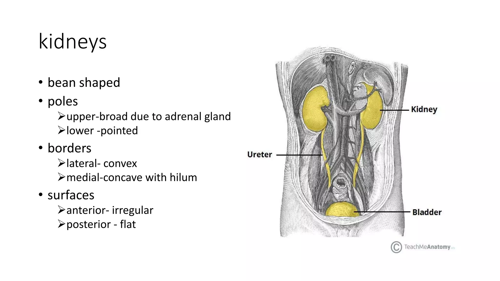 Anatomy of genitourinary system | PPTX