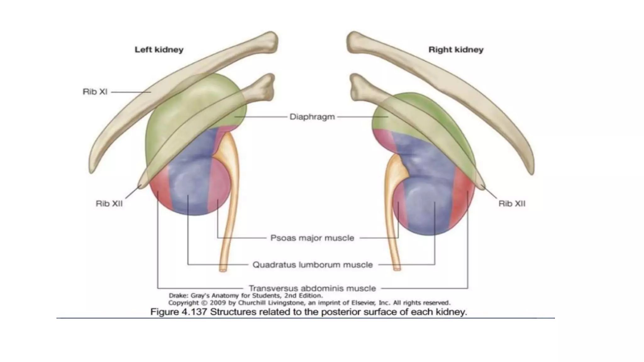 Anatomy of genitourinary system | PPTX