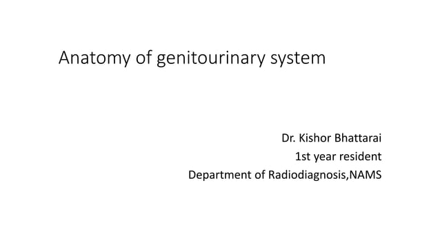 Anatomy of genitourinary system | PPTX | Reproductive Health | Diseases ...