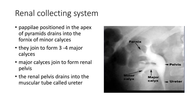 Anatomy of genitourinary system | PPTX | Reproductive Health | Diseases ...