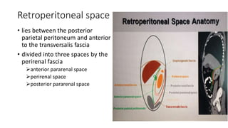 Anatomy of genitourinary system | PPTX