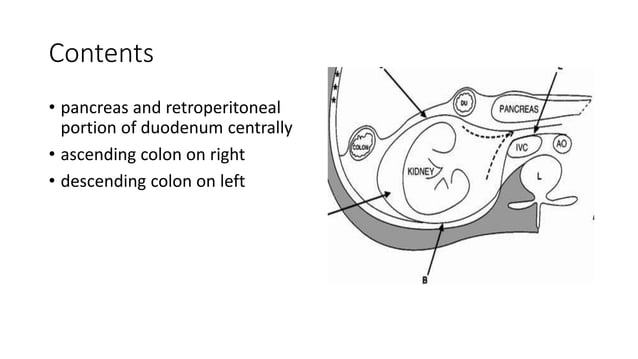 Anatomy of genitourinary system | PPTX | Reproductive Health | Diseases ...