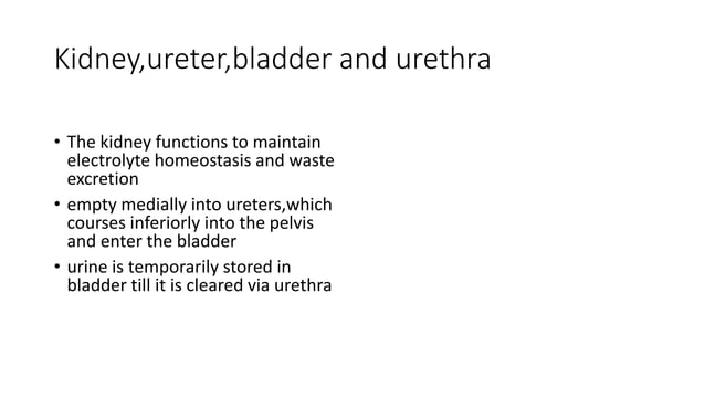 Anatomy of genitourinary system | PPTX | Reproductive Health | Diseases ...