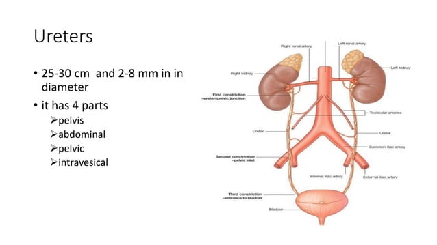 Anatomy of genitourinary system | PPTX | Reproductive Health | Diseases and Conditions