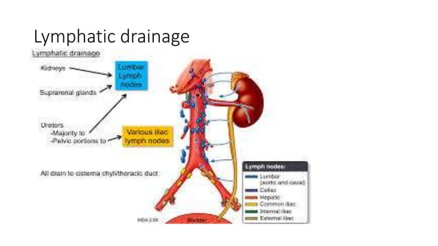 Anatomy of genitourinary system | PPTX | Reproductive Health | Diseases ...