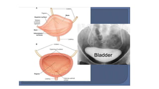 Anatomy of genitourinary system | PPTX