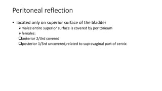 Anatomy of genitourinary system | PPTX