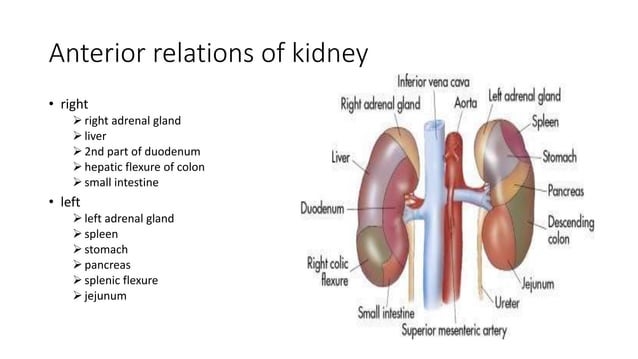 Anatomy of genitourinary system | PPTX | Reproductive Health | Diseases ...
