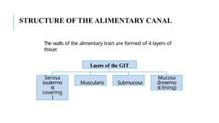 Anatomy of Gastro intestinal tract- An overview | PPTX