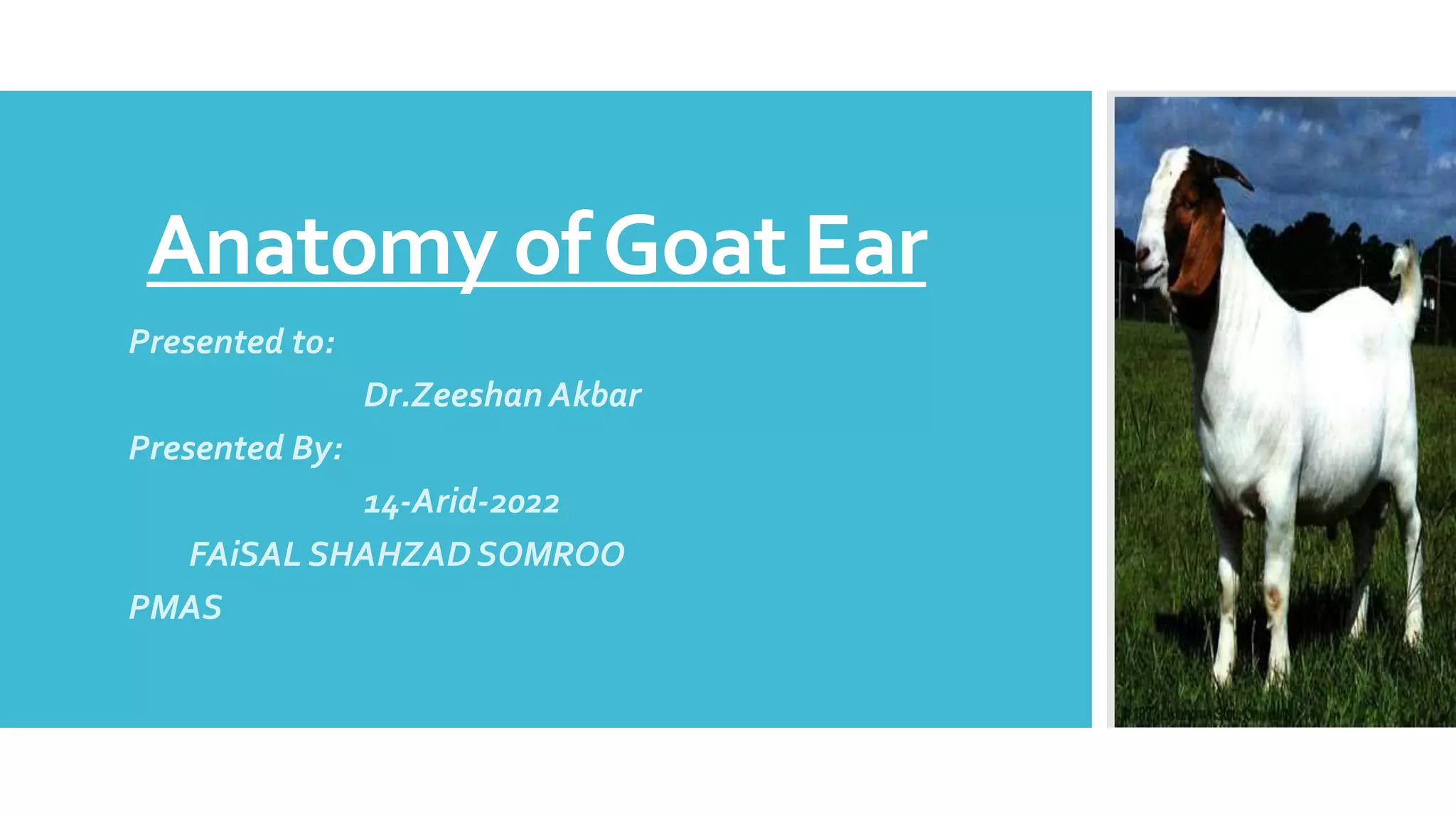 Anatomy of goat ear | PPTX