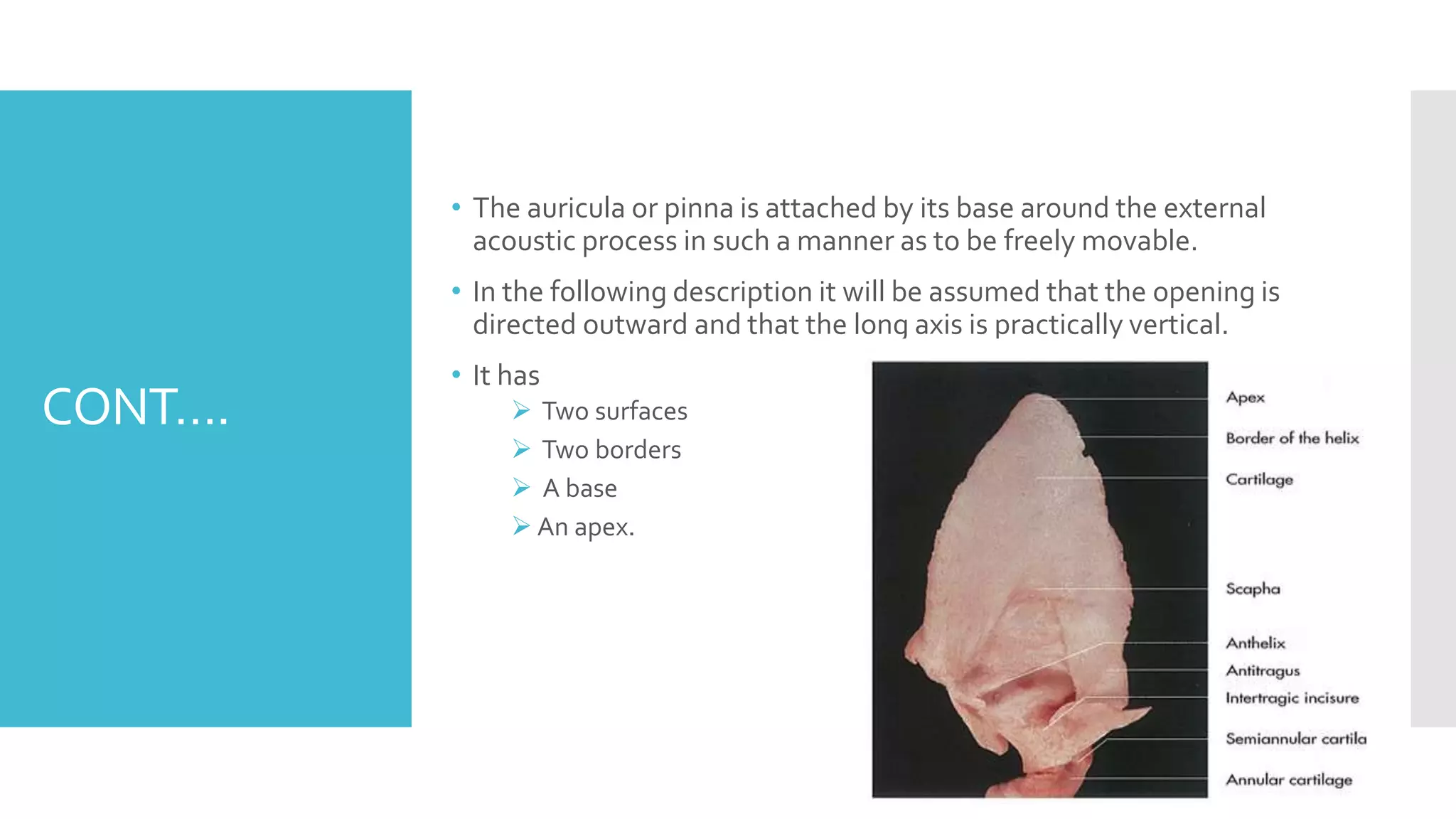 Anatomy of goat ear | PPTX