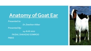 Anatomy of goat ear | PPTX