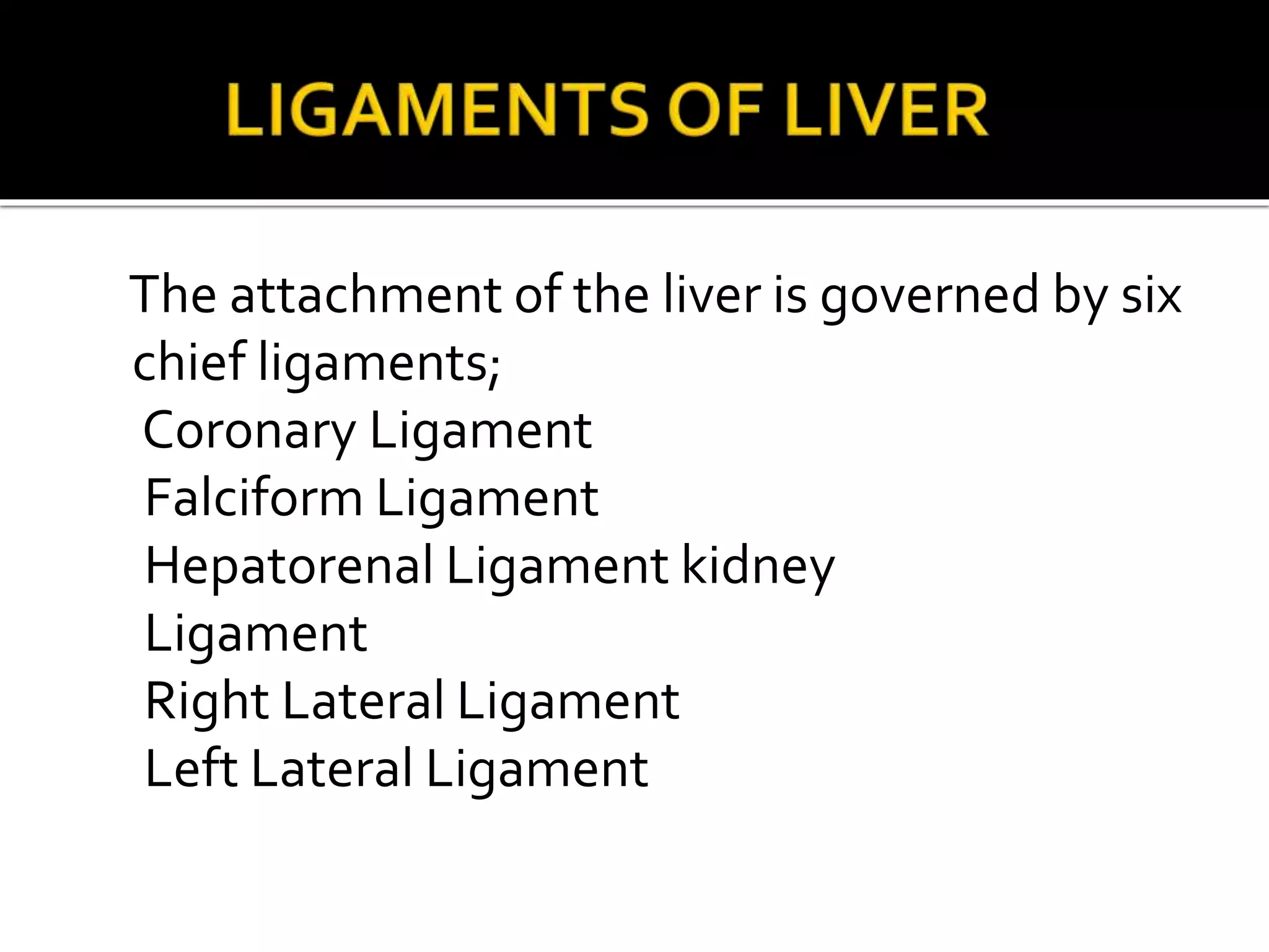 Anatomy of goat liver | PPTX
