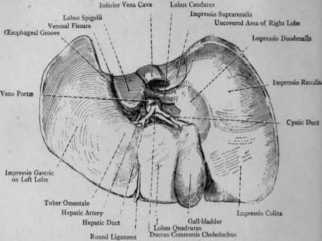 Anatomy of goat liver | PPTX
