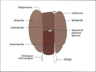 Anatomy of goat liver | PPTX