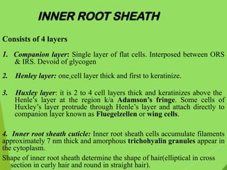 Anatomy of hair PowerPoint dermatology pg | PPTX