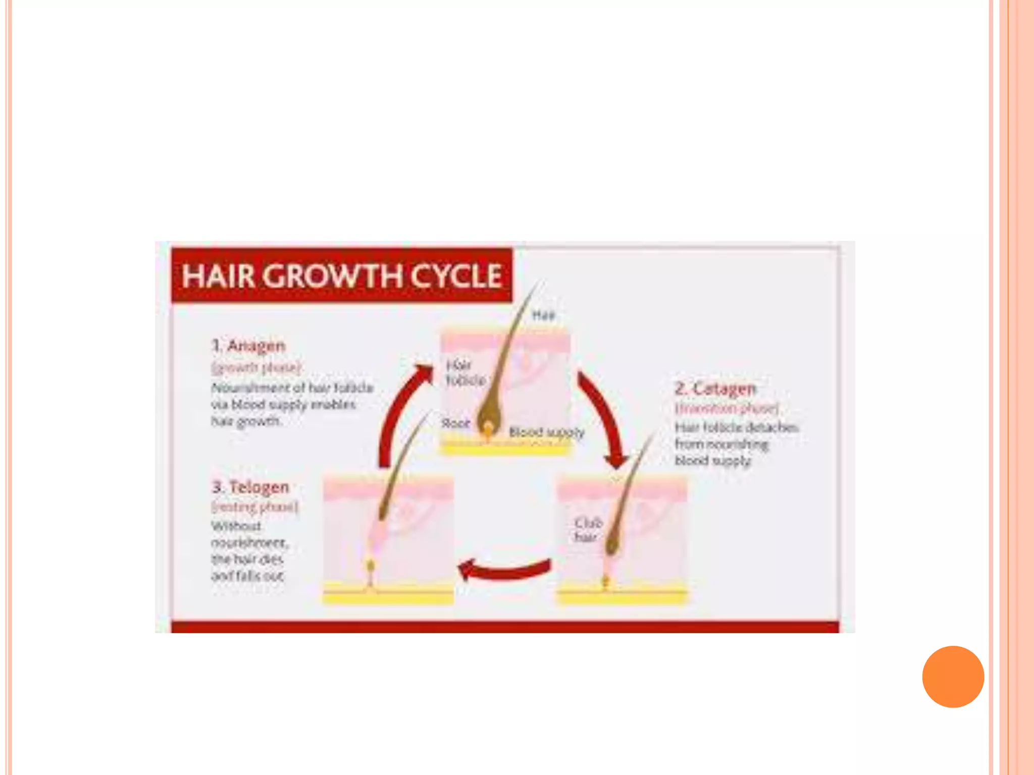 Anatomy of hair and hair cycle | PPTX