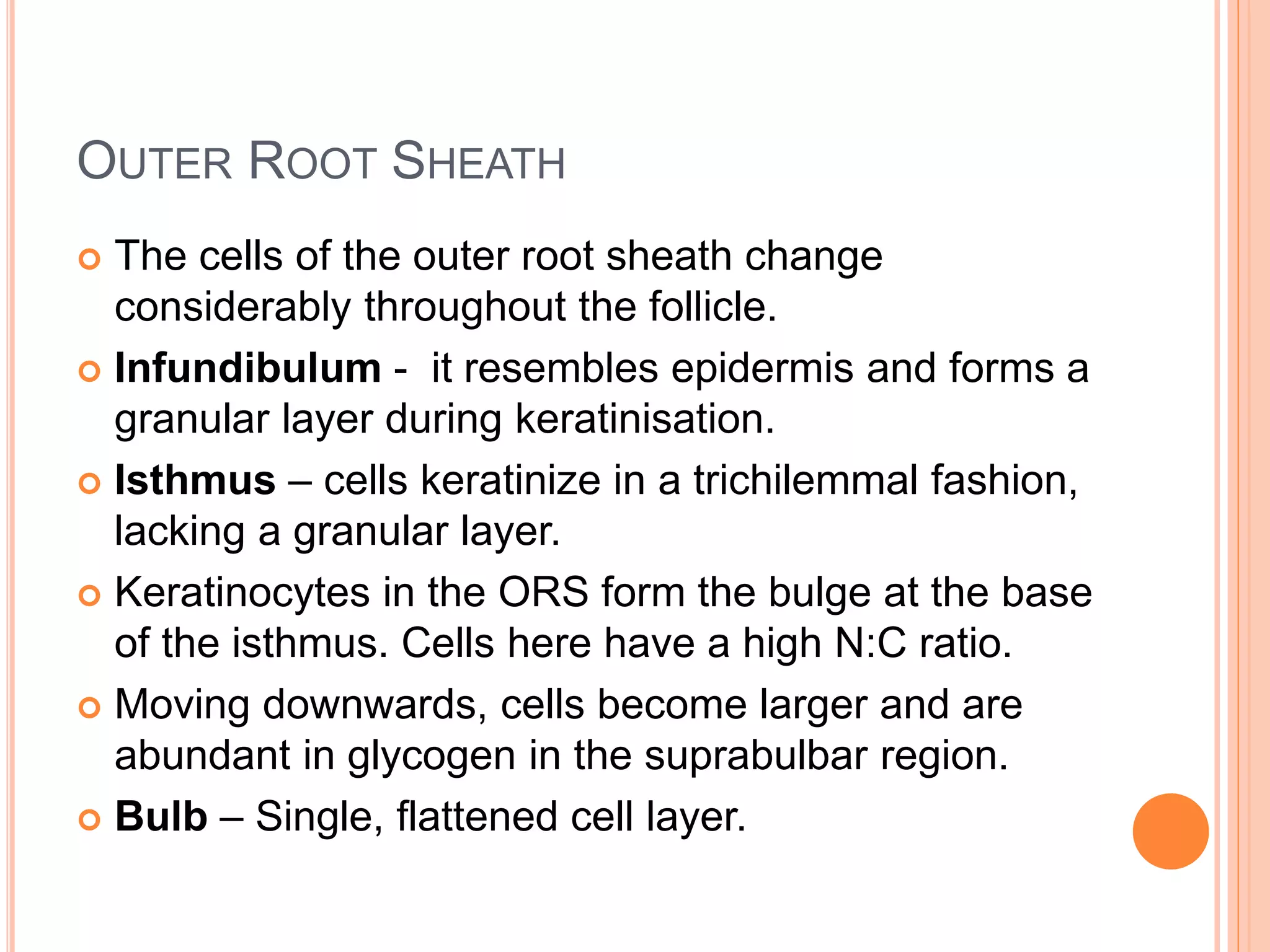 Anatomy of hair and hair cycle | PPTX
