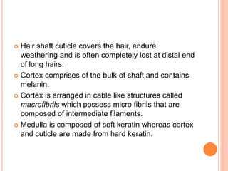 Anatomy of hair and hair cycle | PPTX | Hair Care | Beauty