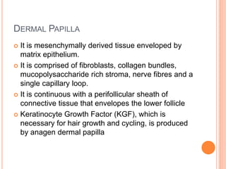 Anatomy of hair and hair cycle | PPTX