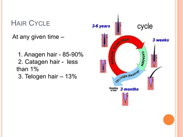 Anatomy of hair and hair cycle | PPTX | Hair Care | Beauty