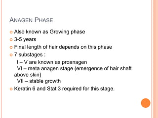 Anatomy of hair and hair cycle | PPTX | Hair Care | Beauty