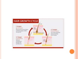 Anatomy of hair and hair cycle | PPTX | Hair Care | Beauty