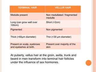 Anatomy of hair and hair cycle | PPTX | Hair Care | Beauty