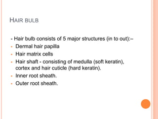 Anatomy of hair and hair cycle | PPTX | Hair Care | Beauty