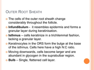 Anatomy of hair and hair cycle | PPTX | Hair Care | Beauty