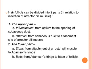 Anatomy of hair and hair cycle | PPT