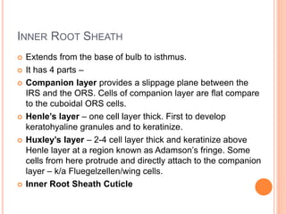 Anatomy of hair and hair cycle | PPT