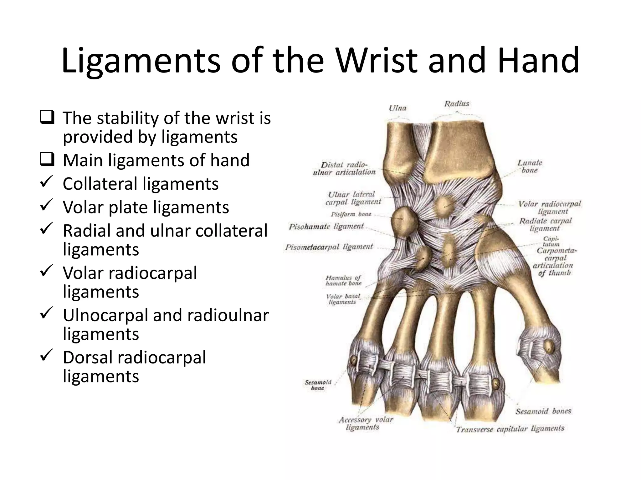 Anatomy of hand-1.pptx