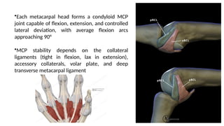 ANATOMY OF HAND and the basics in play surgery | PPTX