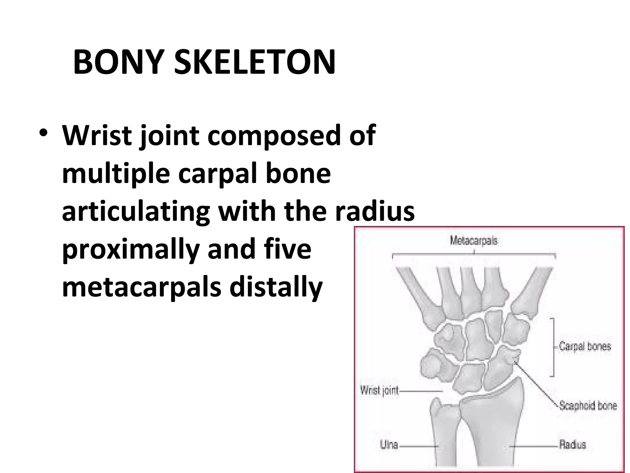 Anatomy of hand and wrist.ppt