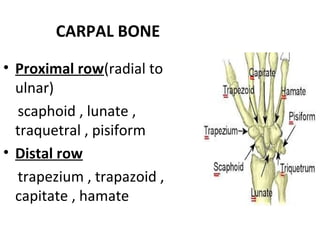 Anatomy of hand and wrist.ppt