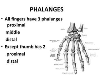 Anatomy of hand and wrist.ppt