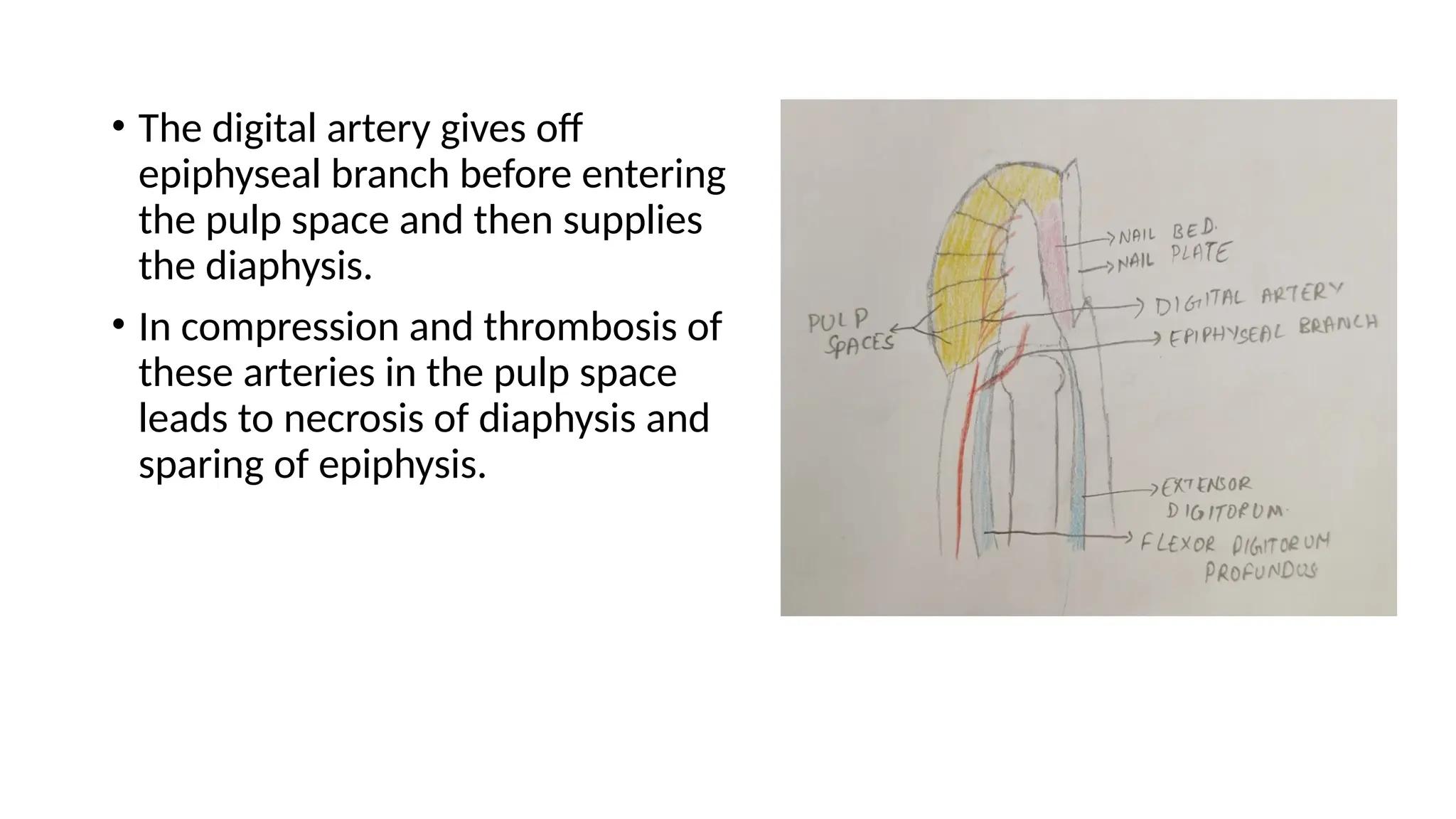 Anatomy of Hand Spaces - detailed description | PPTX