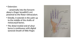 Anatomy of Hand Spaces - detailed description | PPTX