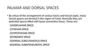 Anatomy of Hand Spaces - detailed description | PPTX