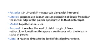 Anatomy of Hand Spaces - detailed description | PPTX