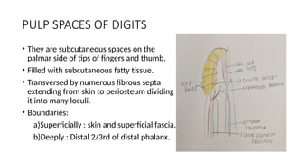 Anatomy of Hand Spaces - detailed description | PPTX
