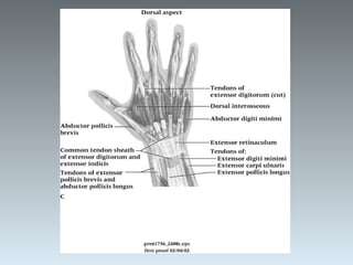 Anatomy of hand_ wrist and forearm and conditions.PPT