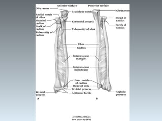 Anatomy of hand_ wrist and forearm and conditions.PPT