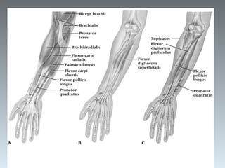 Anatomy of hand_ wrist and forearm and conditions.PPT