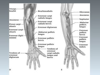 Anatomy of hand_ wrist and forearm and conditions.PPT